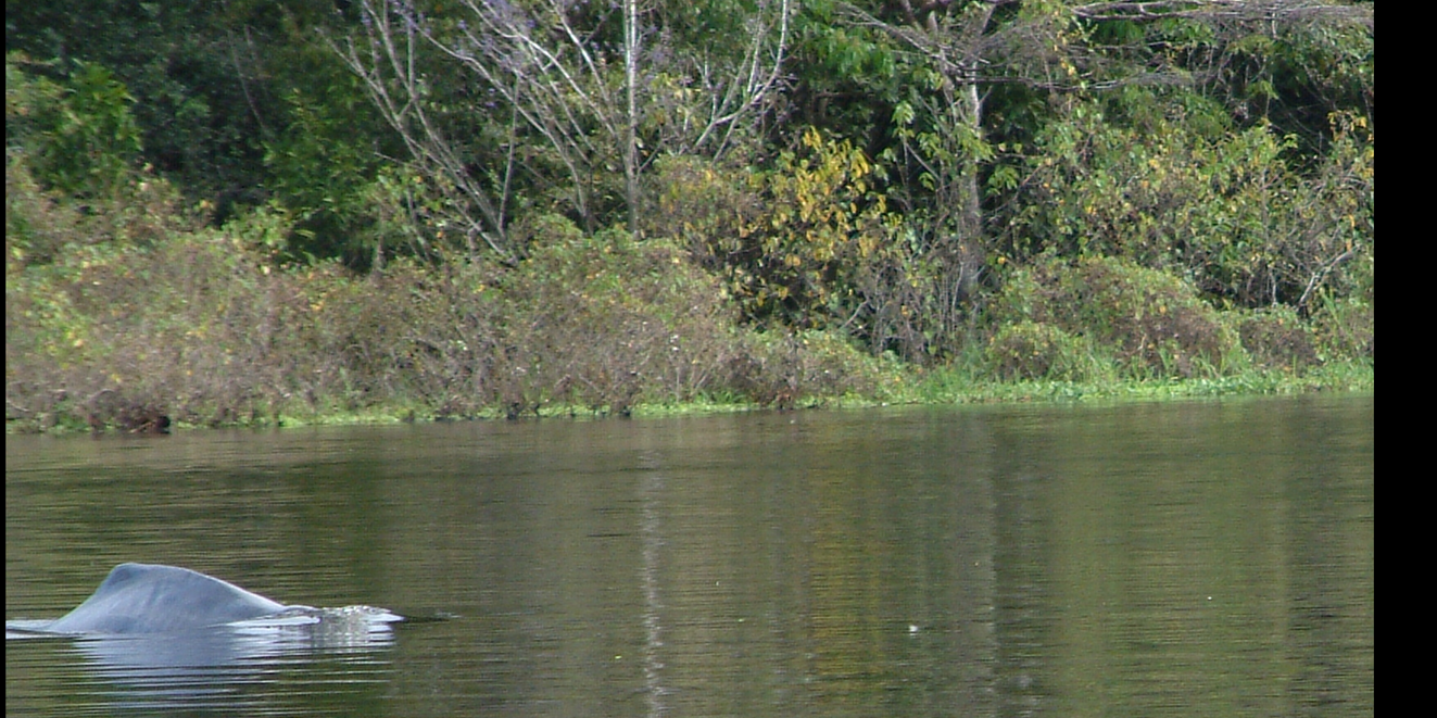 F-POD shows the social communication of the Boto - Chelonia